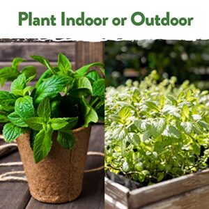 (6 Variety) Mint Seeds for Planting Outdoors or Indoors - Peppermint, Spearmint, Mountain Mint, Wild Mint, Anise Hyssop, & Common Mint | Non-GMO, Heirloom Herb Seed,Grow Your Own Mint Plants Live