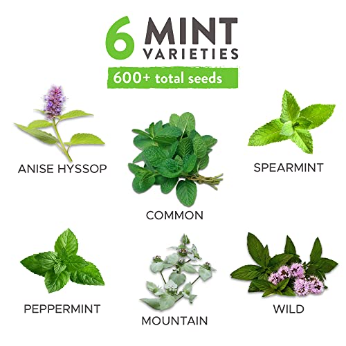 (6 Variety) Mint Seeds for Planting Outdoors or Indoors - Peppermint, Spearmint, Mountain Mint, Wild Mint, Anise Hyssop, & Common Mint | Non-GMO, Heirloom Herb Seed,Grow Your Own Mint Plants Live