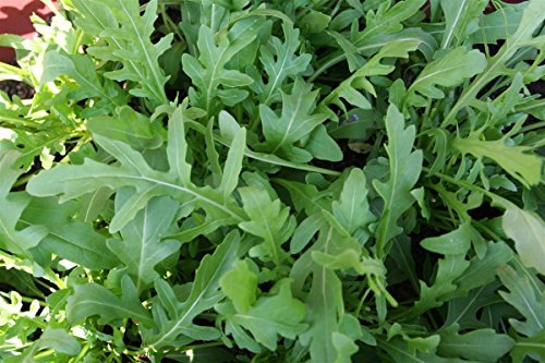 Gaea's Blessing Seeds - Arugula Seeds -2000 Seeds - Roquette Rocket Heirloom - Non-GMO Seeds with Easy to Follow Planting Instructions - 90% Germination Rate (Pack of 1)