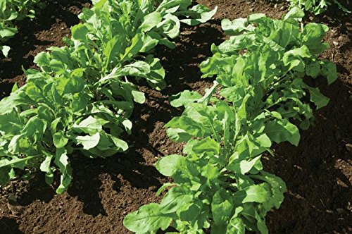 Gaea's Blessing Seeds - Arugula Seeds -2000 Seeds - Roquette Rocket Heirloom - Non-GMO Seeds with Easy to Follow Planting Instructions - 90% Germination Rate (Pack of 1)