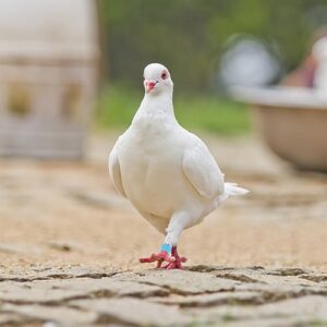 Wontee 100PCS Poultry Leg Rings Quail Clip on Foot Bands for Chicks Pullets Tiny Bantams (Mix Color)