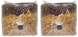 all in one mushroom grow bag (2 pack)