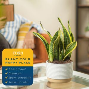 Costa Farms Live Snake Plant, Easy Care Houseplant in Indoor Garden Plant Pot, Grower's Choice House Plant in Potting Soil Mix, Succulent Plant Gift for Housewarming, Office, Home Decor, 1-2 Feet Tall