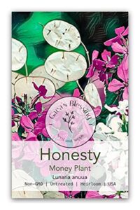 gaea's blessing seeds - honesty seeds - non-gmo seeds with easy to follow planting instructions, annual honesty, moonwort, money plant, silver dollar plant, lunaria annua, 90% germination rate