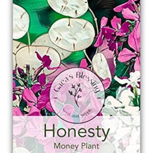 Gaea's Blessing Seeds - Honesty Seeds - Non-GMO Seeds with Easy to Follow Planting Instructions, Annual Honesty, Moonwort, Money Plant, Silver Dollar Plant, Lunaria Annua, 90% Germination Rate