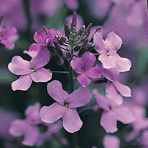 Gaea's Blessing Seeds - Honesty Seeds - Non-GMO Seeds with Easy to Follow Planting Instructions, Annual Honesty, Moonwort, Money Plant, Silver Dollar Plant, Lunaria Annua, 90% Germination Rate