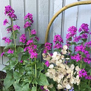 Gaea's Blessing Seeds - Honesty Seeds - Non-GMO Seeds with Easy to Follow Planting Instructions, Annual Honesty, Moonwort, Money Plant, Silver Dollar Plant, Lunaria Annua, 90% Germination Rate