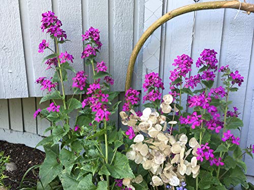 Gaea's Blessing Seeds - Honesty Seeds - Non-GMO Seeds with Easy to Follow Planting Instructions, Annual Honesty, Moonwort, Money Plant, Silver Dollar Plant, Lunaria Annua, 90% Germination Rate