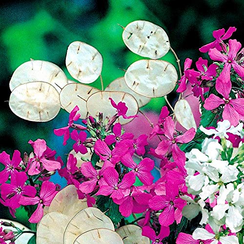 Gaea's Blessing Seeds - Honesty Seeds - Non-GMO Seeds with Easy to Follow Planting Instructions, Annual Honesty, Moonwort, Money Plant, Silver Dollar Plant, Lunaria Annua, 90% Germination Rate