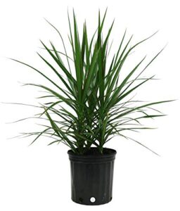 costa farms dracaena marginata magenta madagascar dragon tree live indoor plant, 3 to 4-feet tall, potted in grower's pot