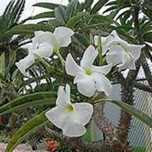 Indoor Bonsai, MADAGASCAR PALM, 6 Years Old, Flowers, Broom Style.