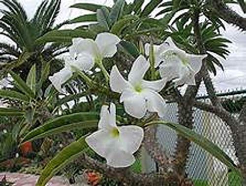 Indoor Bonsai, MADAGASCAR PALM, 6 Years Old, Flowers, Broom Style.