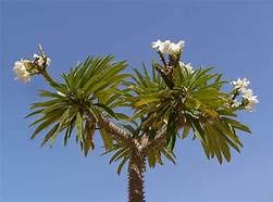 Indoor Bonsai, MADAGASCAR PALM, 6 Years Old, Flowers, Broom Style.