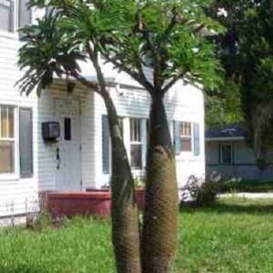 Indoor Bonsai, MADAGASCAR PALM, 6 Years Old, Flowers, Broom Style.