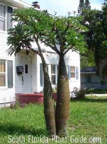 Indoor Bonsai, MADAGASCAR PALM, 6 Years Old, Flowers, Broom Style.