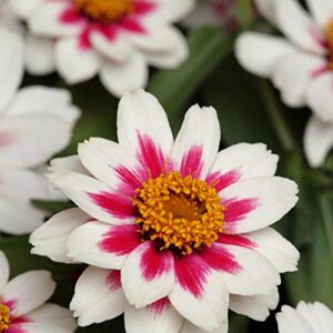 outsidepride zinnia zahara rose starlight heat & drought tolerant garden cut flowers - 50 seeds