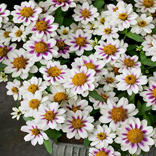 Outsidepride Zinnia Zahara Rose Starlight Heat & Drought Tolerant Garden Cut Flowers - 50 Seeds