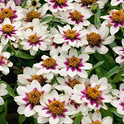 Outsidepride Zinnia Zahara Rose Starlight Heat & Drought Tolerant Garden Cut Flowers - 50 Seeds