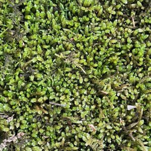 Living Mixed Moss Perfect for terrariums, Bonsai and kokedamas 9"x12" Sheet