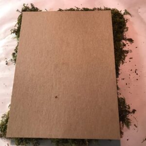 Living Mixed Moss Perfect for terrariums, Bonsai and kokedamas 9"x12" Sheet