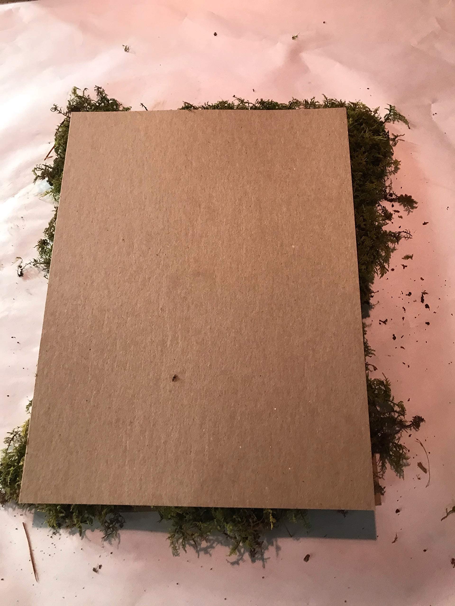 Living Mixed Moss Perfect for terrariums, Bonsai and kokedamas 9"x12" Sheet