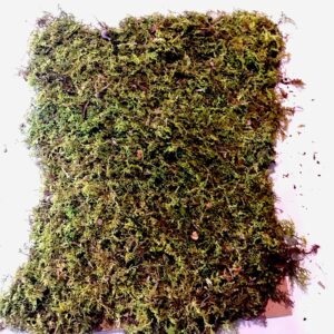 Living Mixed Moss Perfect for terrariums, Bonsai and kokedamas 9"x12" Sheet