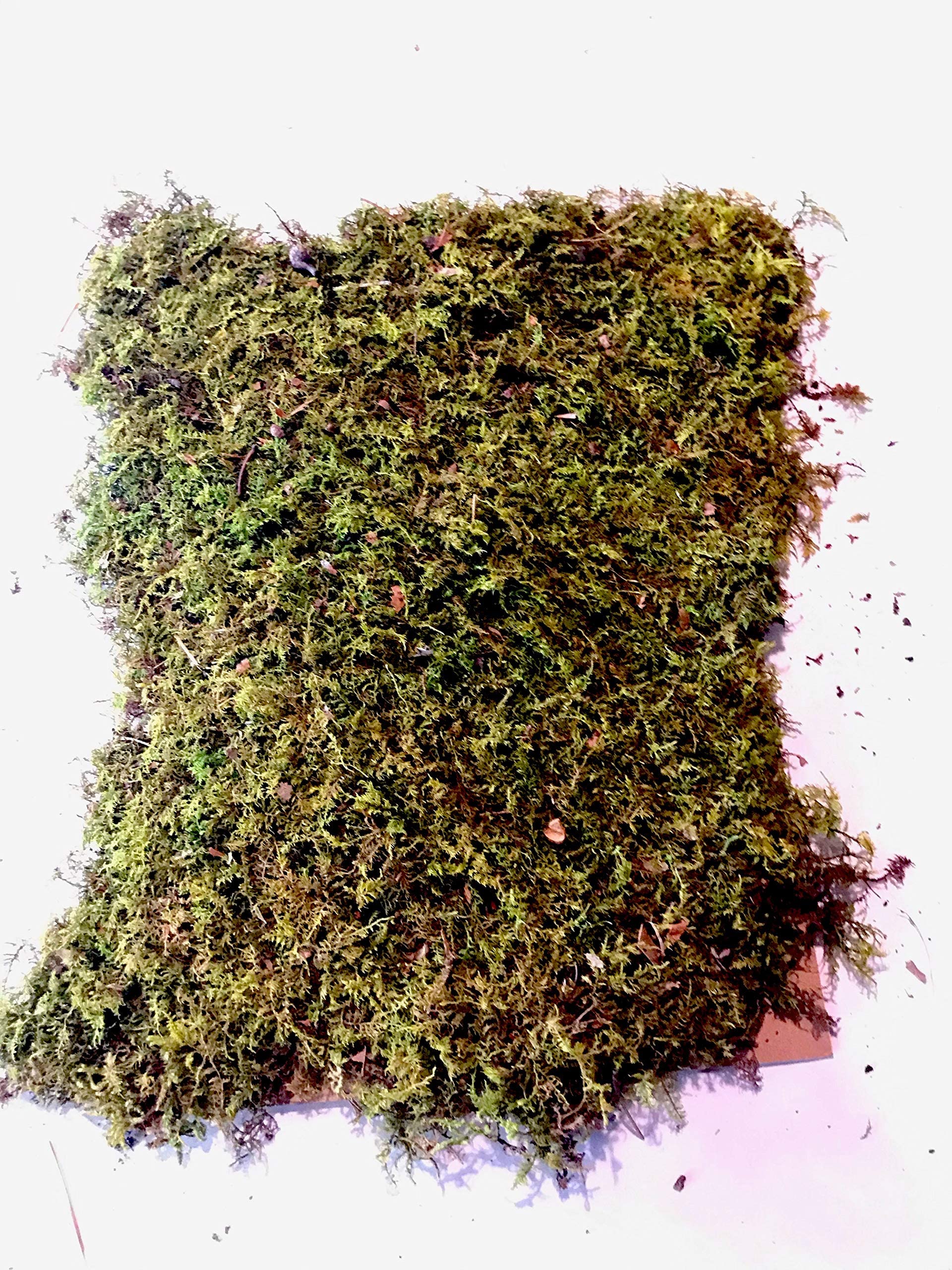 Living Mixed Moss Perfect for terrariums, Bonsai and kokedamas 9"x12" Sheet