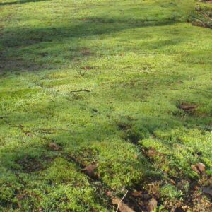 Living Mixed Moss Perfect for terrariums, Bonsai and kokedamas 9"x12" Sheet