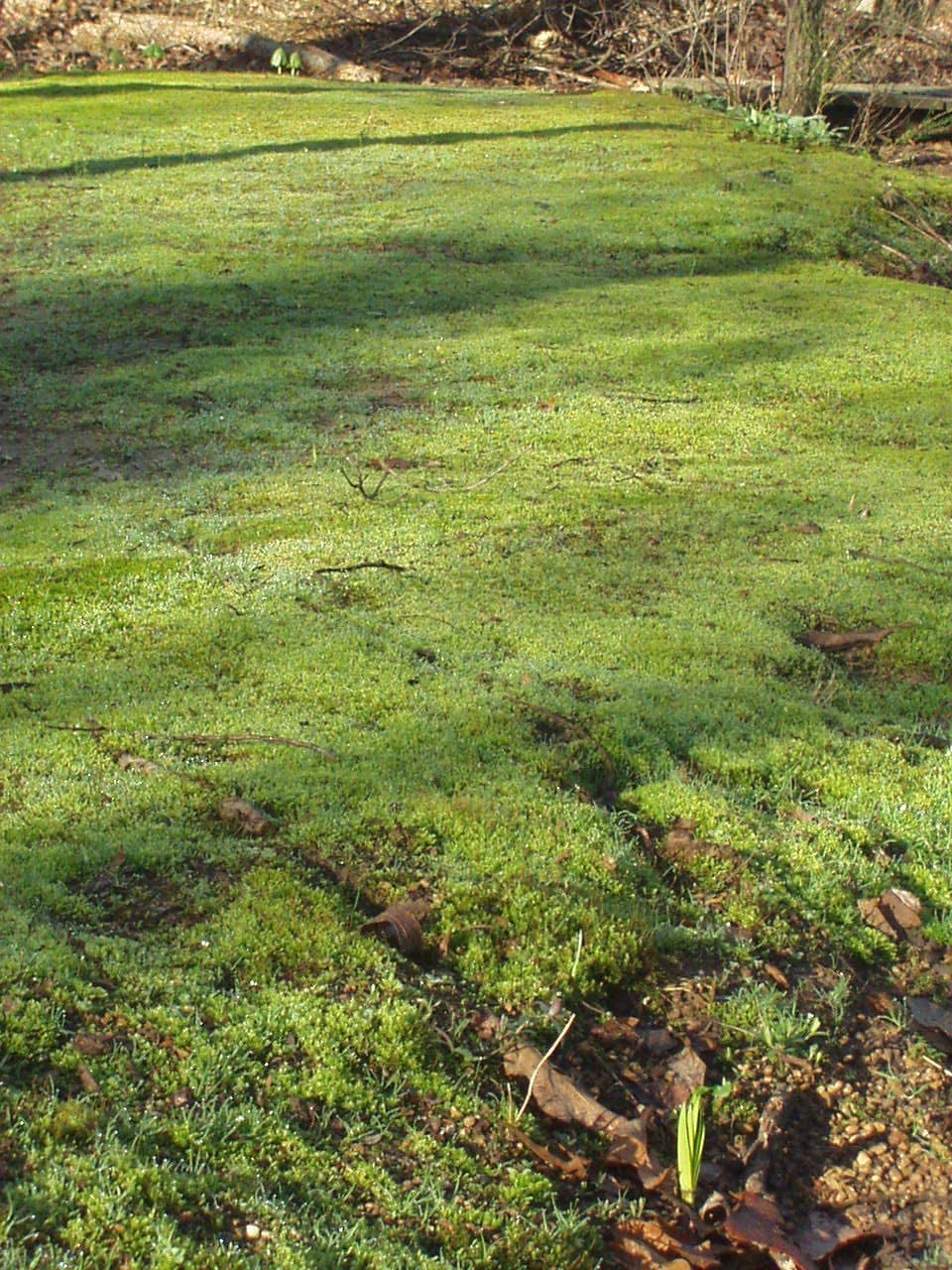 Living Mixed Moss Perfect for terrariums, Bonsai and kokedamas 9"x12" Sheet