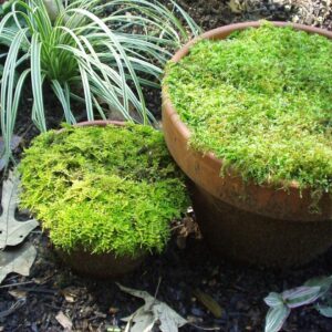 Living Mixed Moss Perfect for terrariums, Bonsai and kokedamas 9"x12" Sheet