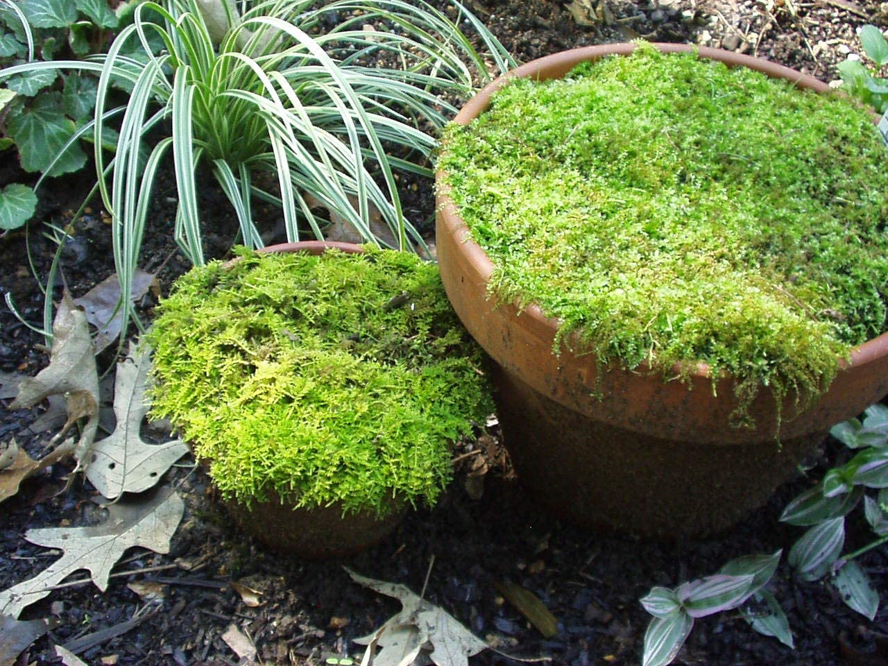 Living Mixed Moss Perfect for terrariums, Bonsai and kokedamas 9"x12" Sheet