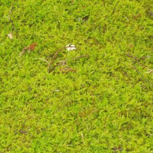 Living Mixed Moss Perfect for terrariums, Bonsai and kokedamas 9"x12" Sheet