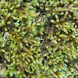 Living Mixed Moss Perfect for terrariums, Bonsai and kokedamas 9"x12" Sheet