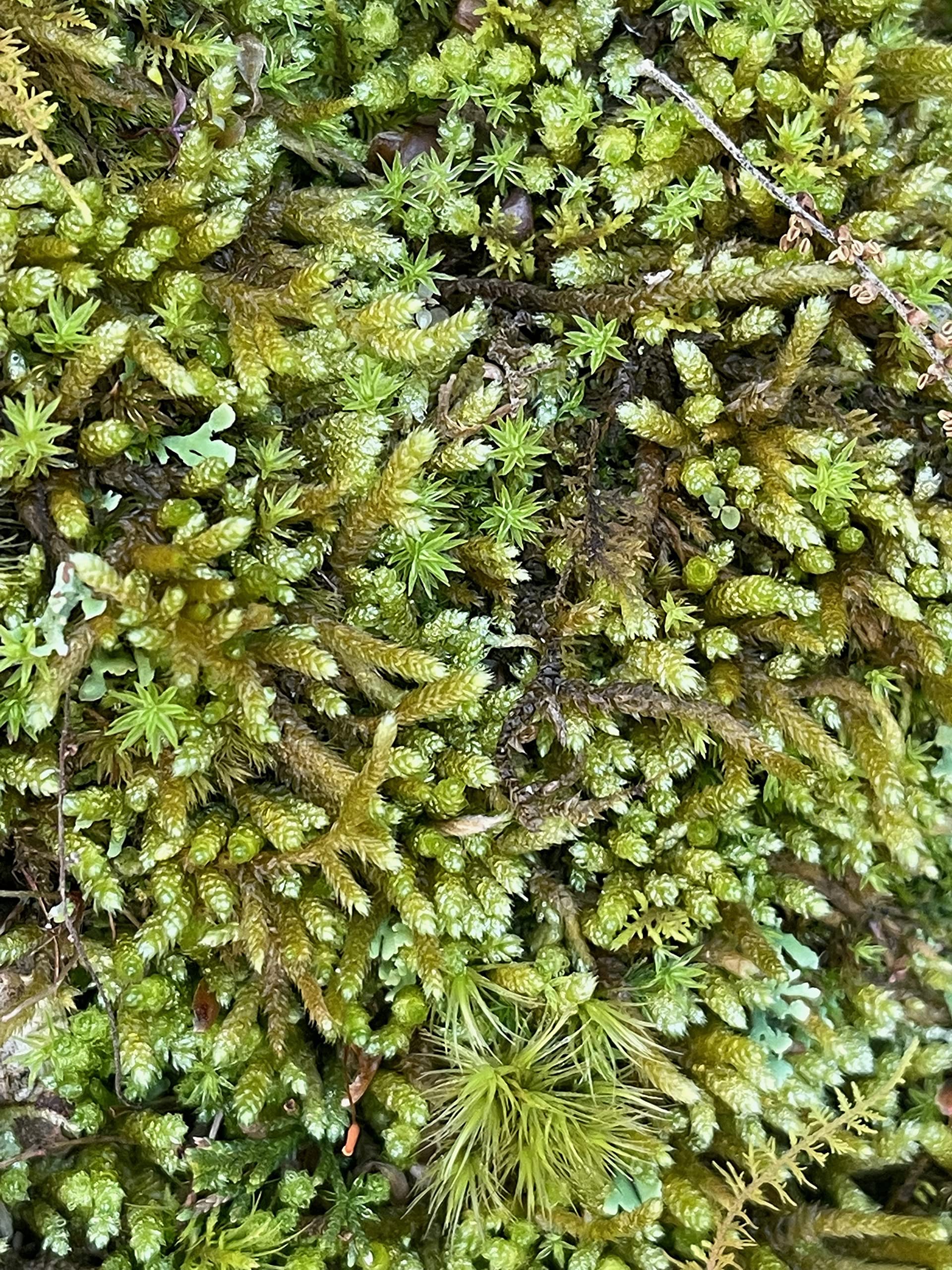 Living Mixed Moss Perfect for terrariums, Bonsai and kokedamas 9"x12" Sheet