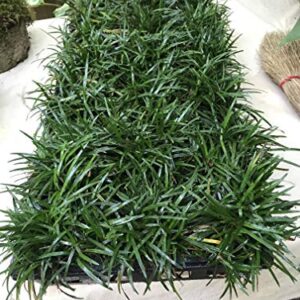 Dwarf Mondo Grass (Ophiopogon japonicus 'Nana') 18 Count Flat, 3.5" pots