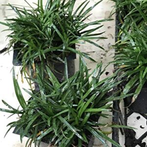 Dwarf Mondo Grass (Ophiopogon japonicus 'Nana') 18 Count Flat, 3.5" pots