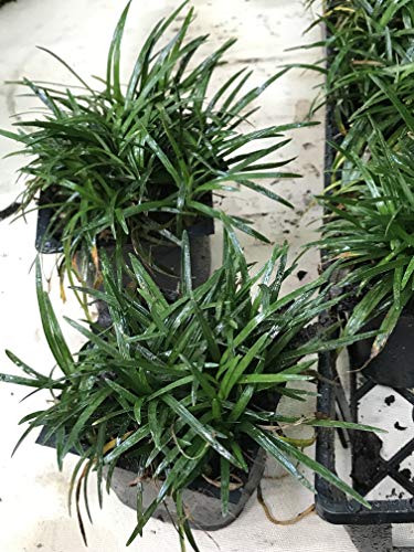 Dwarf Mondo Grass (Ophiopogon japonicus 'Nana') 18 Count Flat, 3.5" pots