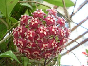 rare pubicalyx wax plant - hoya - collector's series - 4" pot