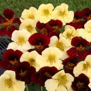 outsidepride tropaeolum nasturtium night & day dwarf climbing, vining, flowering, plants - 200 seeds