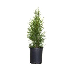 2.5 qt - emerald green arborvitae (thuja occidentalis), large evergreen shrub/tree