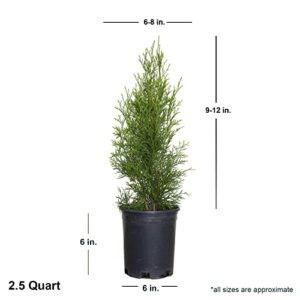 2.5 Qt - Emerald Green Arborvitae (Thuja Occidentalis), Large Evergreen Shrub/Tree