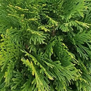 2.5 Qt - Emerald Green Arborvitae (Thuja Occidentalis), Large Evergreen Shrub/Tree