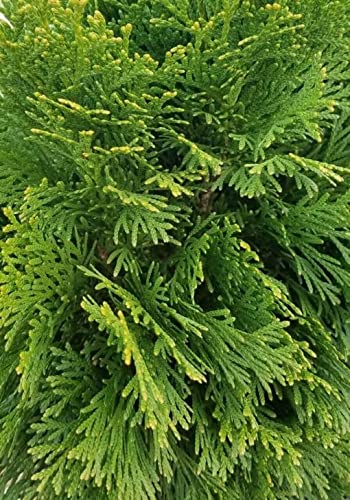 2.5 Qt - Emerald Green Arborvitae (Thuja Occidentalis), Large Evergreen Shrub/Tree