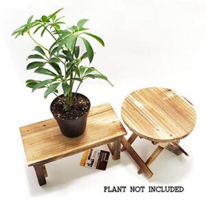 Burned Cedar Wood Bonsai Tree Flower and Plant Stands Bundle with Rectangular and Circular Stand