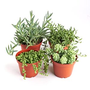 Shop Succulents | Hanging Collection | 4 Pack of Unique Trailing, Fully Rooted Live Indoor/Outdoor House Plants, 4-Inch