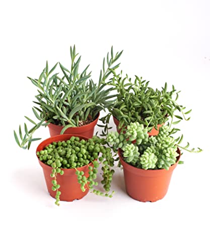 Shop Succulents | Hanging Collection | 4 Pack of Unique Trailing, Fully Rooted Live Indoor/Outdoor House Plants, 4-Inch