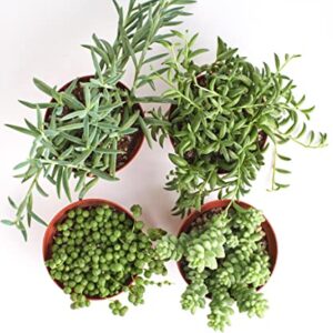 Shop Succulents | Hanging Collection | 4 Pack of Unique Trailing, Fully Rooted Live Indoor/Outdoor House Plants, 4-Inch