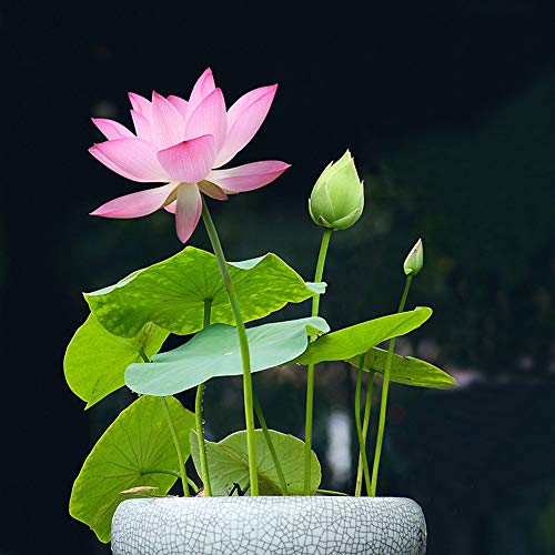 Lotus Flower Seeds for Home Planting Ornamental, Mixed Pink & Red Flower, Can Purify Water and Air, Aquatic Plant for Courtyard, Hotel, Goldfish Pond, Water Lily Seeds