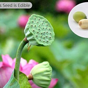 Lotus Flower Seeds for Home Planting Ornamental, Mixed Pink & Red Flower, Can Purify Water and Air, Aquatic Plant for Courtyard, Hotel, Goldfish Pond, Water Lily Seeds