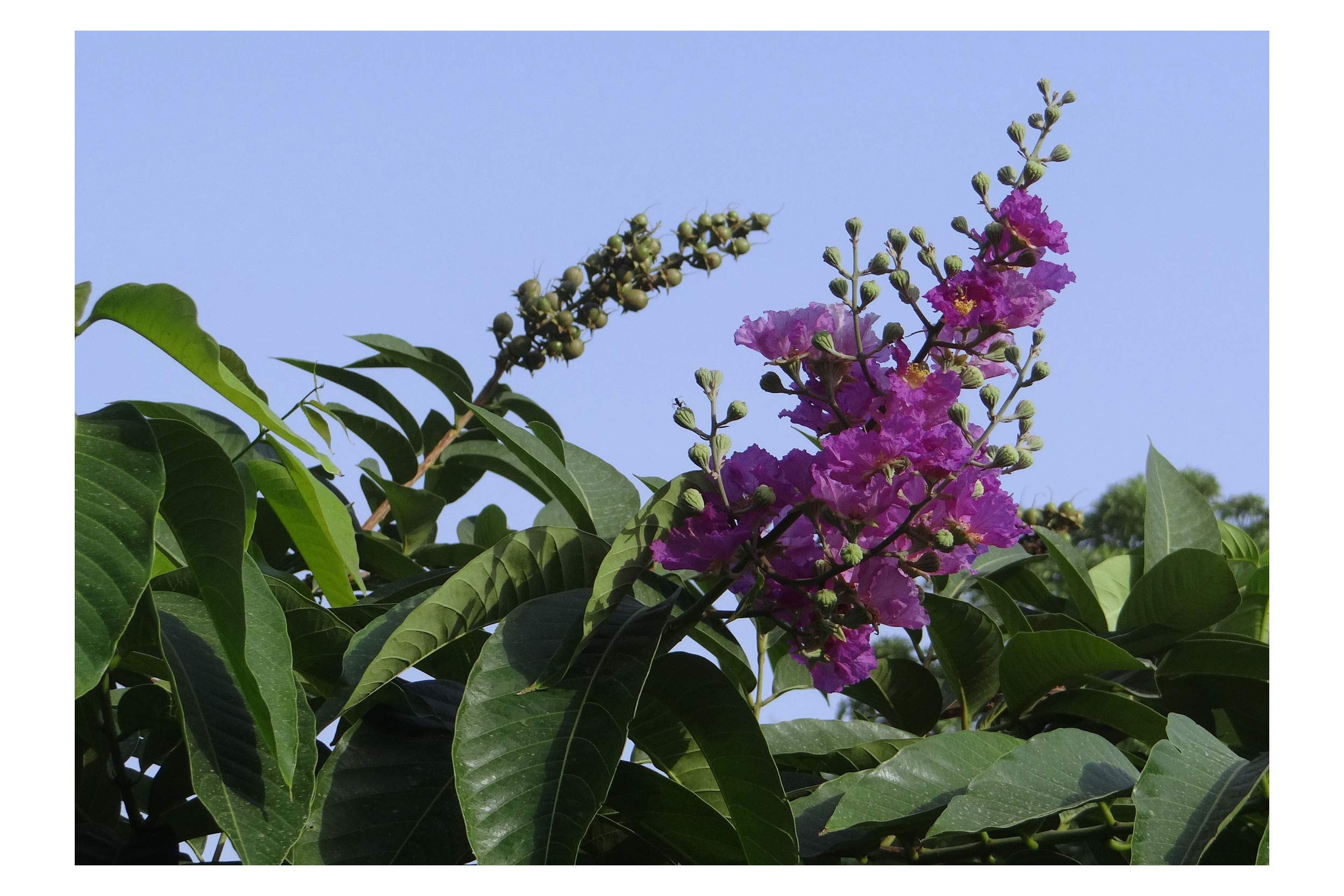 20 Seeds Lagerstroemia Indica Purple Blooms Crepe/Crape Myrtle Small Tropical Tree Shrub Seeds Zones 8+ OR Container Gardening Bonsai